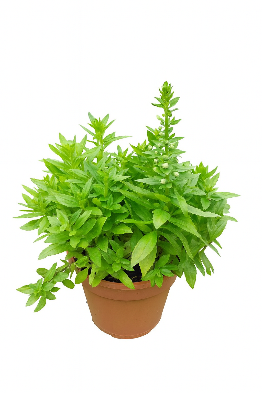 Angelonia Angustifolia Alba | Plant