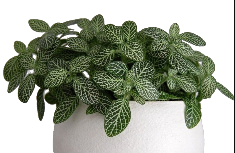 Mini Fittonia Green | Plant