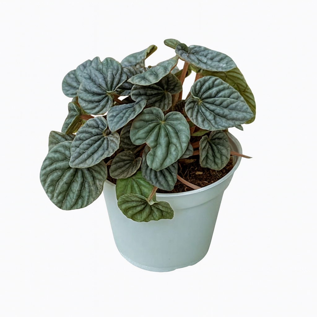Peperomia 'Emerald' | Home Plant