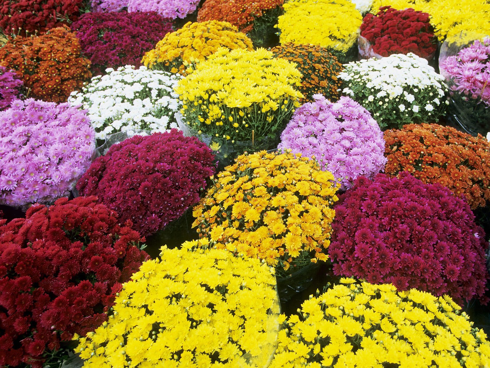 Pom Pom Mix 3 Bundles | Wholesale Fresh Flowers